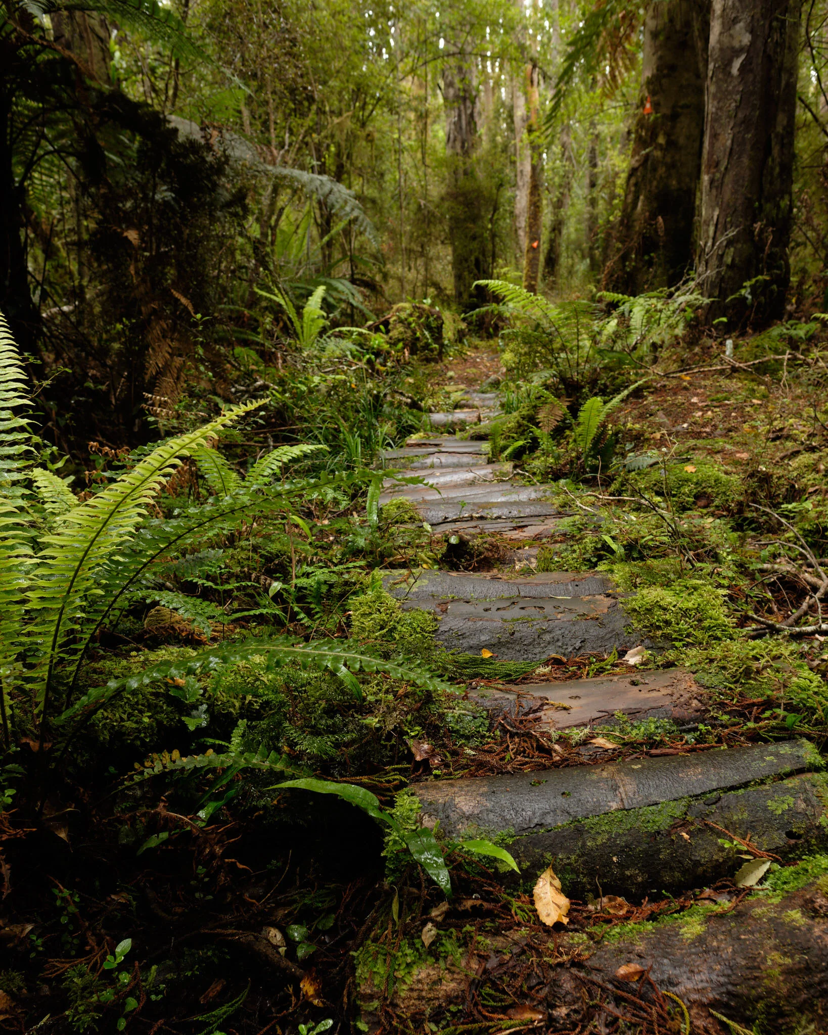 Papatowai: Old Coach Road and Old Possumers Track — Trev Hill | Dunedin ...