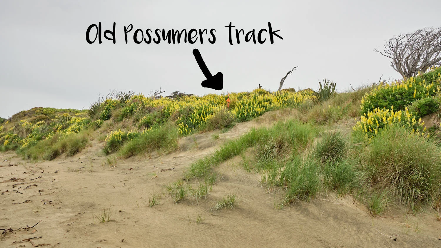 Papatowai: Old Coach Road and Old Possumers Track — Trev Hill | Dunedin ...