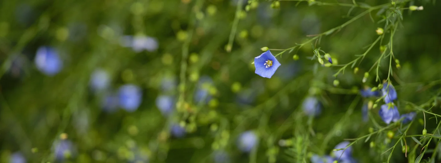 Xpan Crop on Fujifilm GFX - Flowers with the GF 110mm F2 — Trev Hill ...
