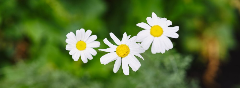 Xpan Crop on Fujifilm GFX - Flowers with the GF 110mm F2 — Trev Hill ...