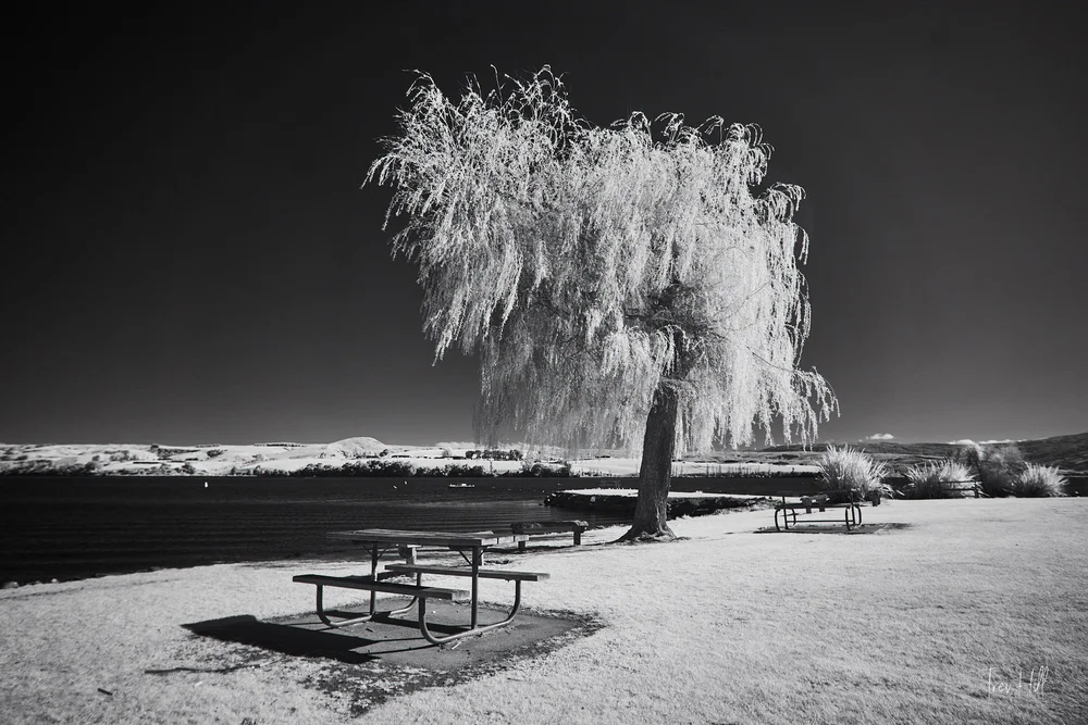Learning Black and White Infrared Photography — Trev Hill | Dunedin ...