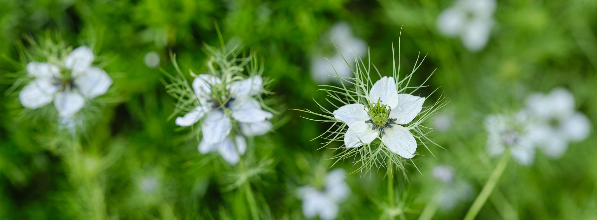 Xpan Crop on Fujifilm GFX - Flowers with the GF 110mm F2 — Trev Hill ...