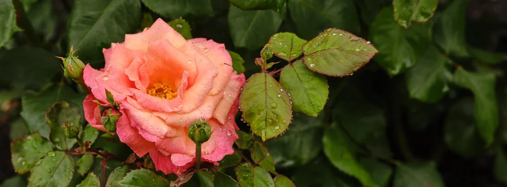 Xpan Crop on Fujifilm GFX - Flowers with the GF 110mm F2 — Trev Hill ...