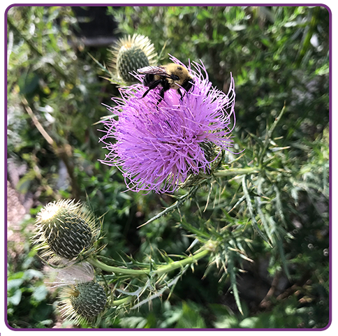 Nursery — Feral Flora