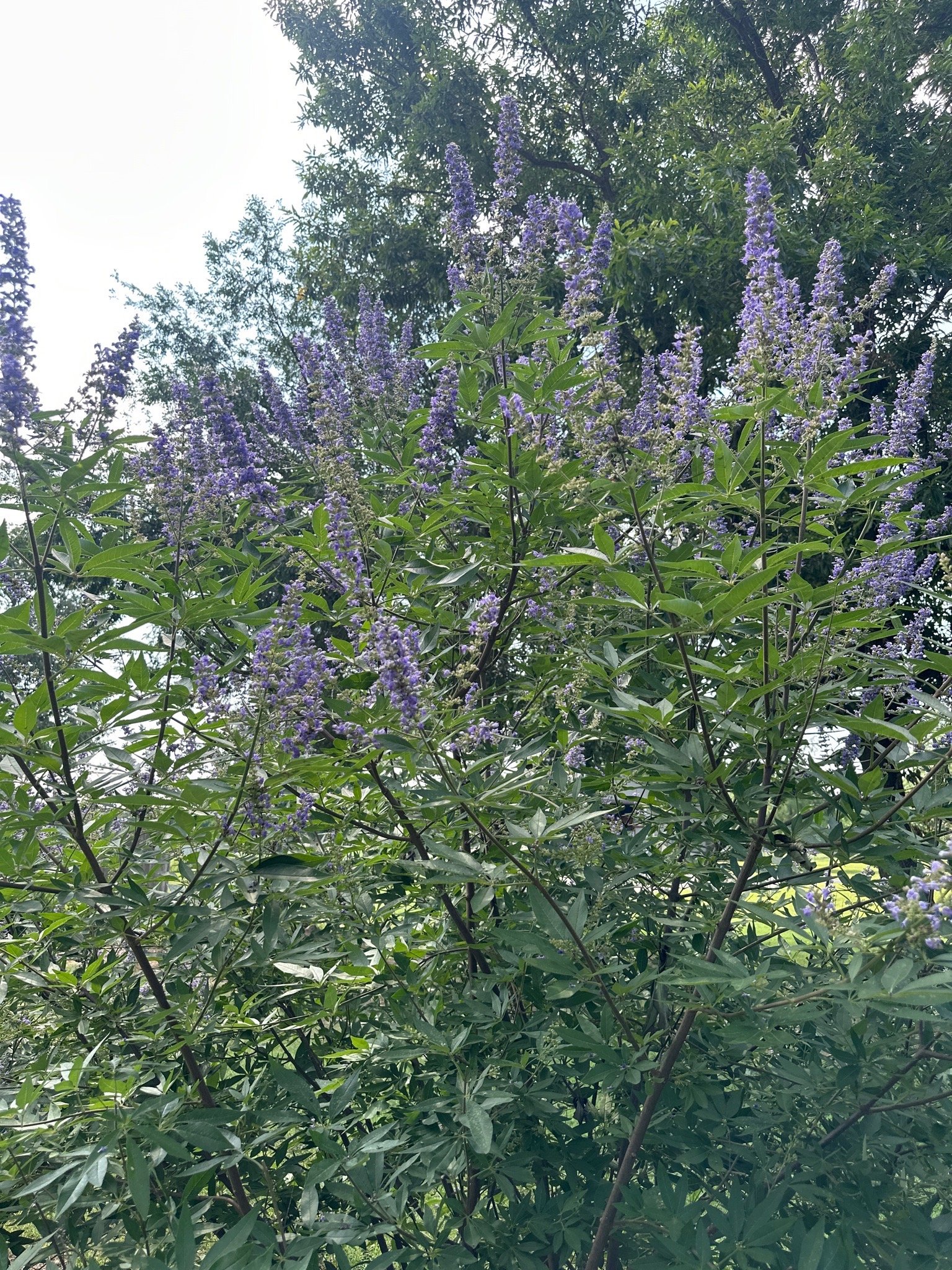 Ardmore Beautification Council, Inc.