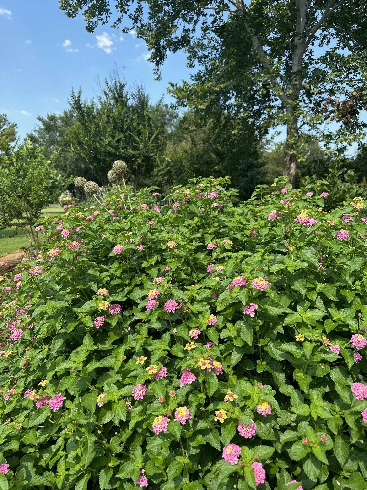 Ardmore Beautification Council, Inc.