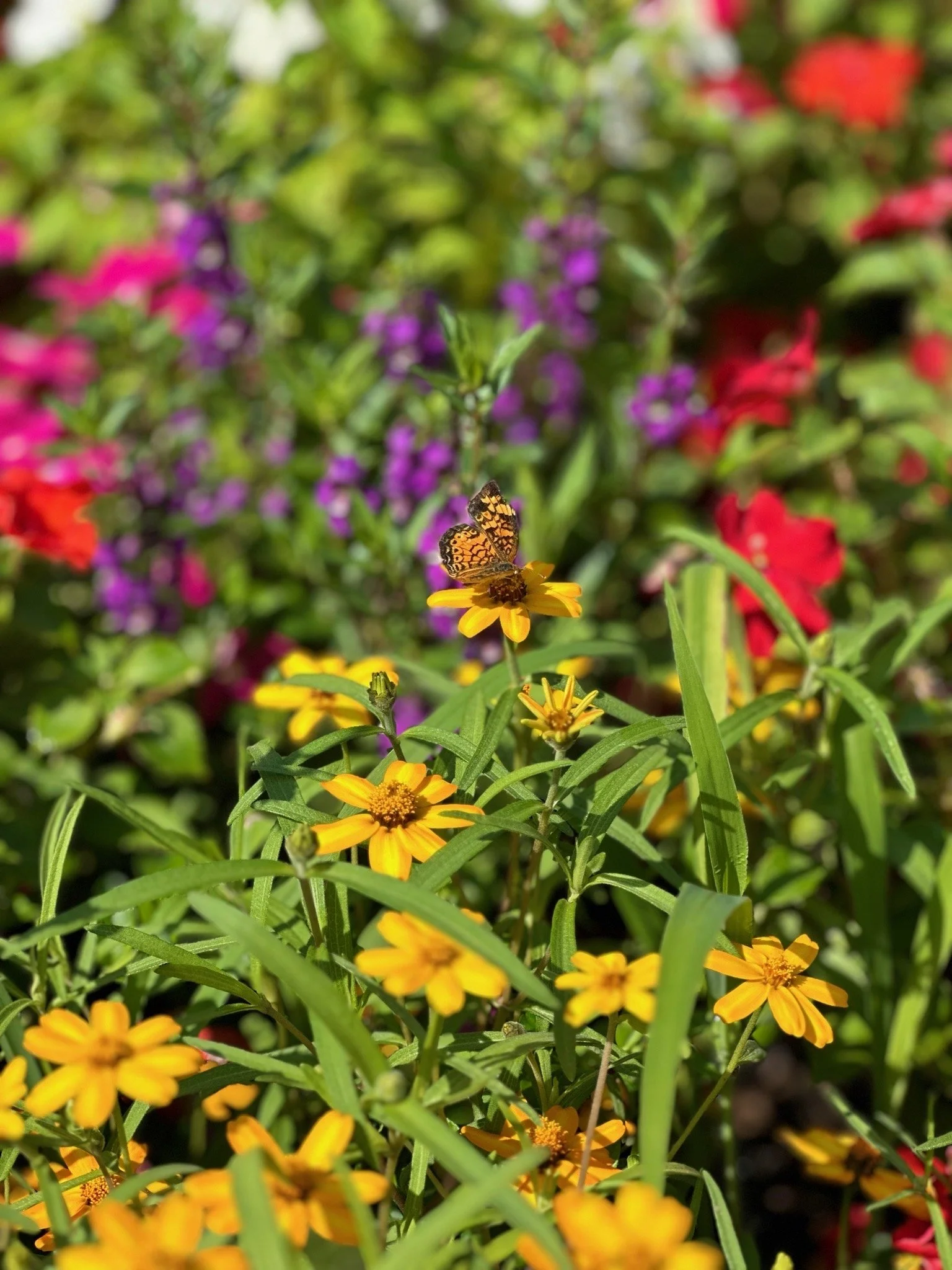 Ardmore Beautification Council, Inc.