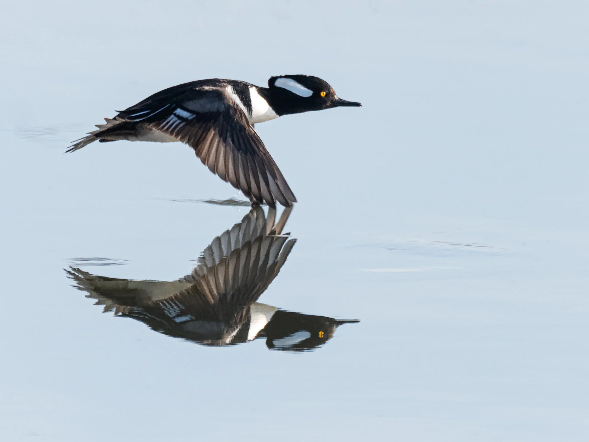 Hooded Merganser Duck Flying