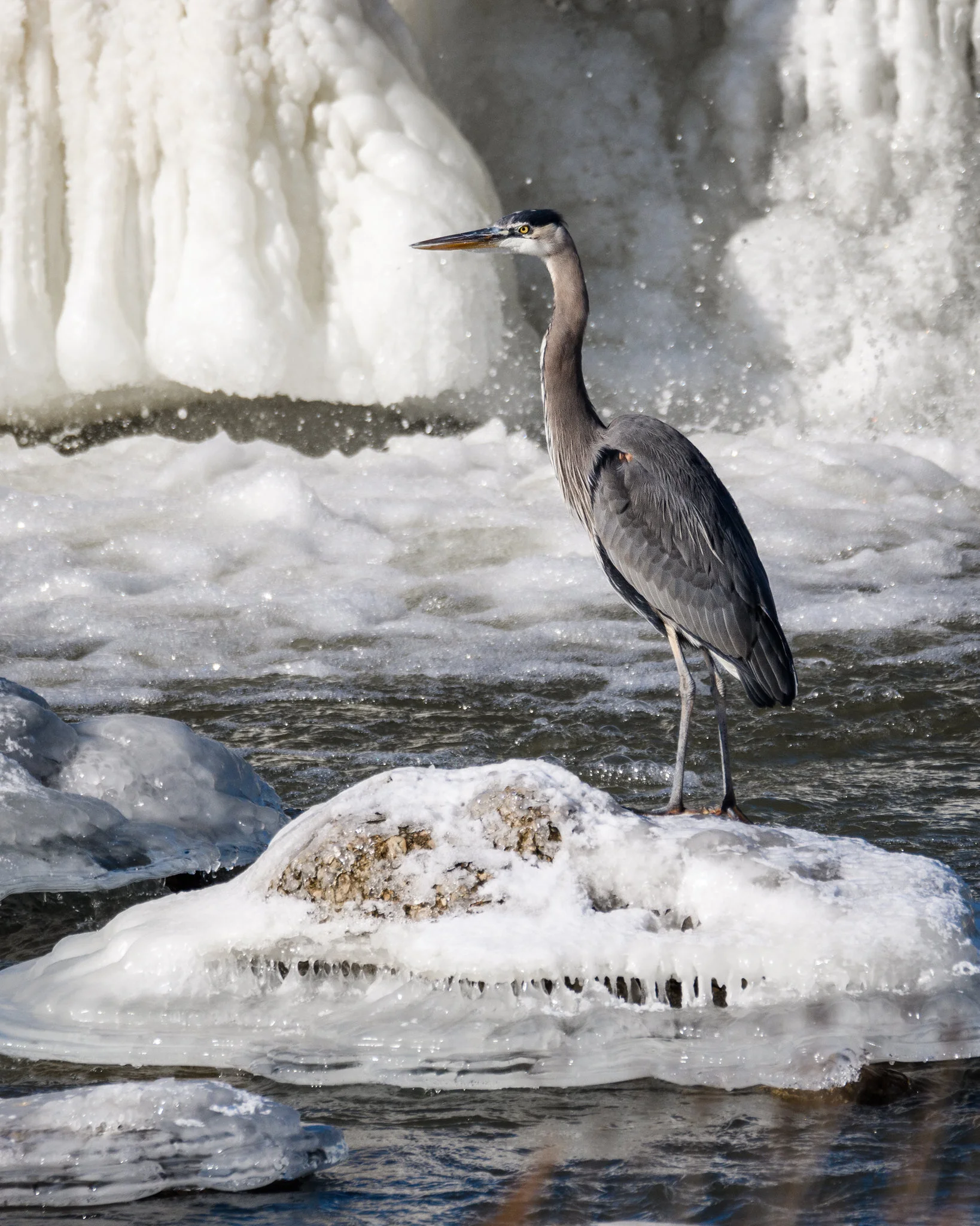 Bird Photography in Winter — Jeremy Mudd Photography