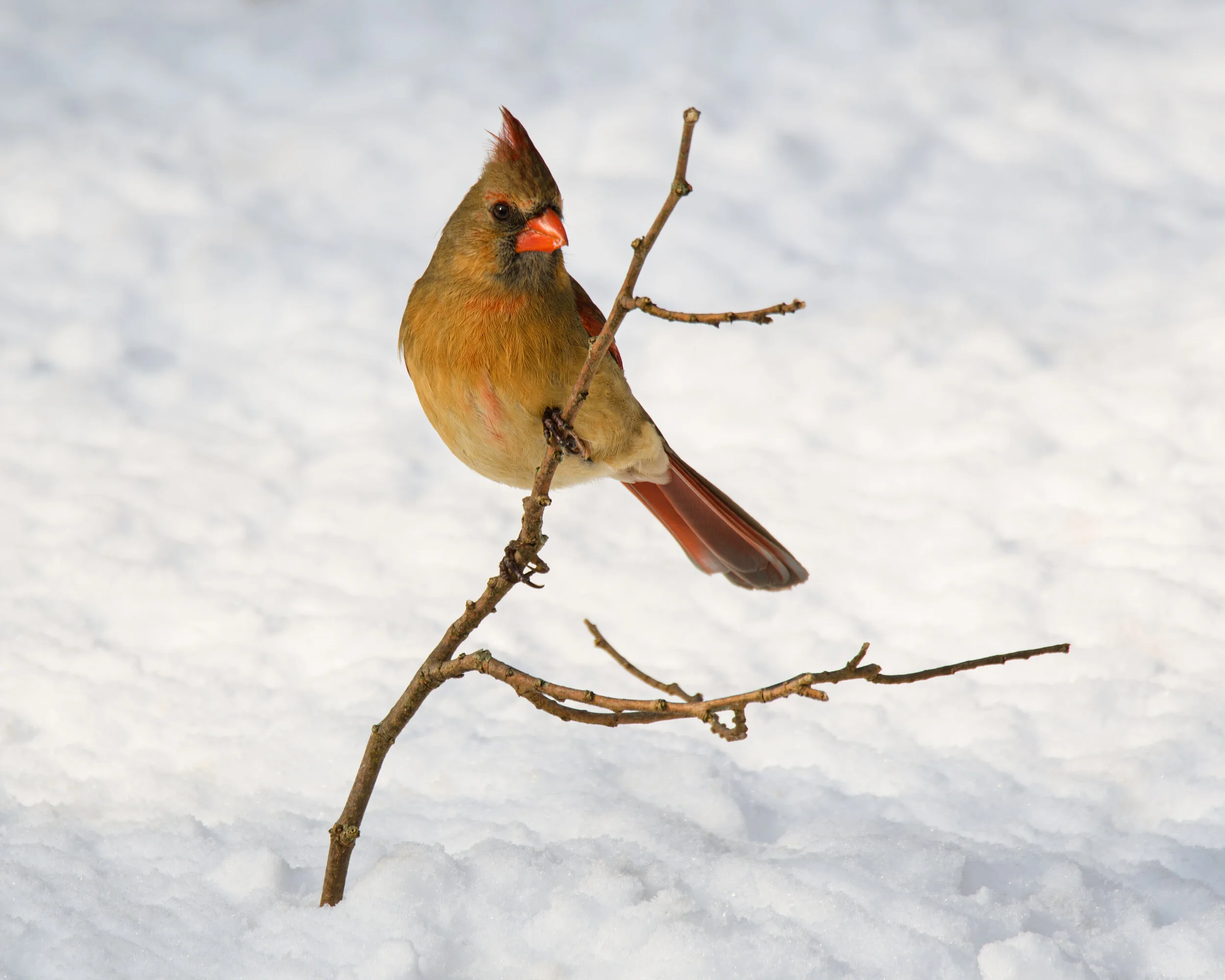 Female Cardinal In Snow