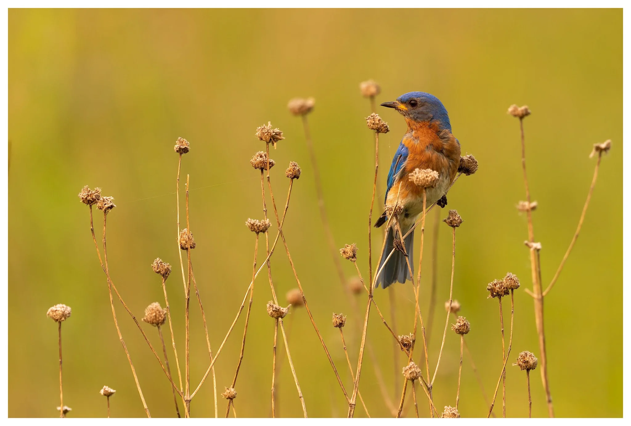 Bird Photography – Improve your technique, not your gear. Part 1 of 2 ...