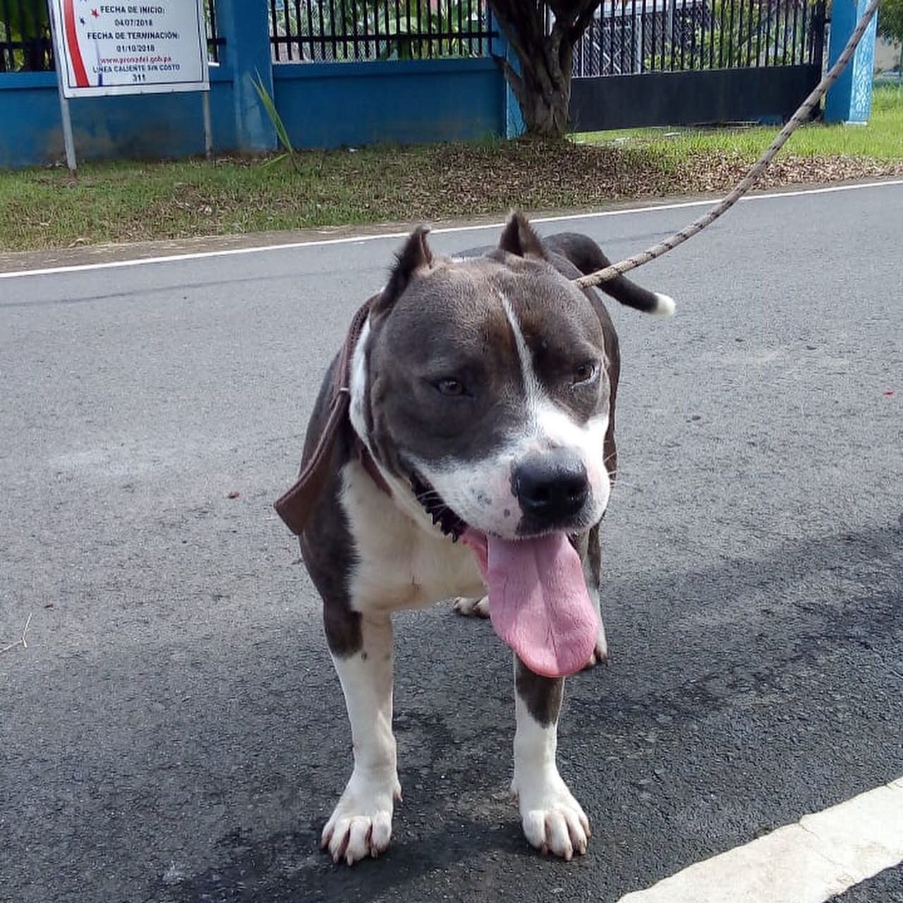 PANAMA — Panama Andy's Animal Rescue