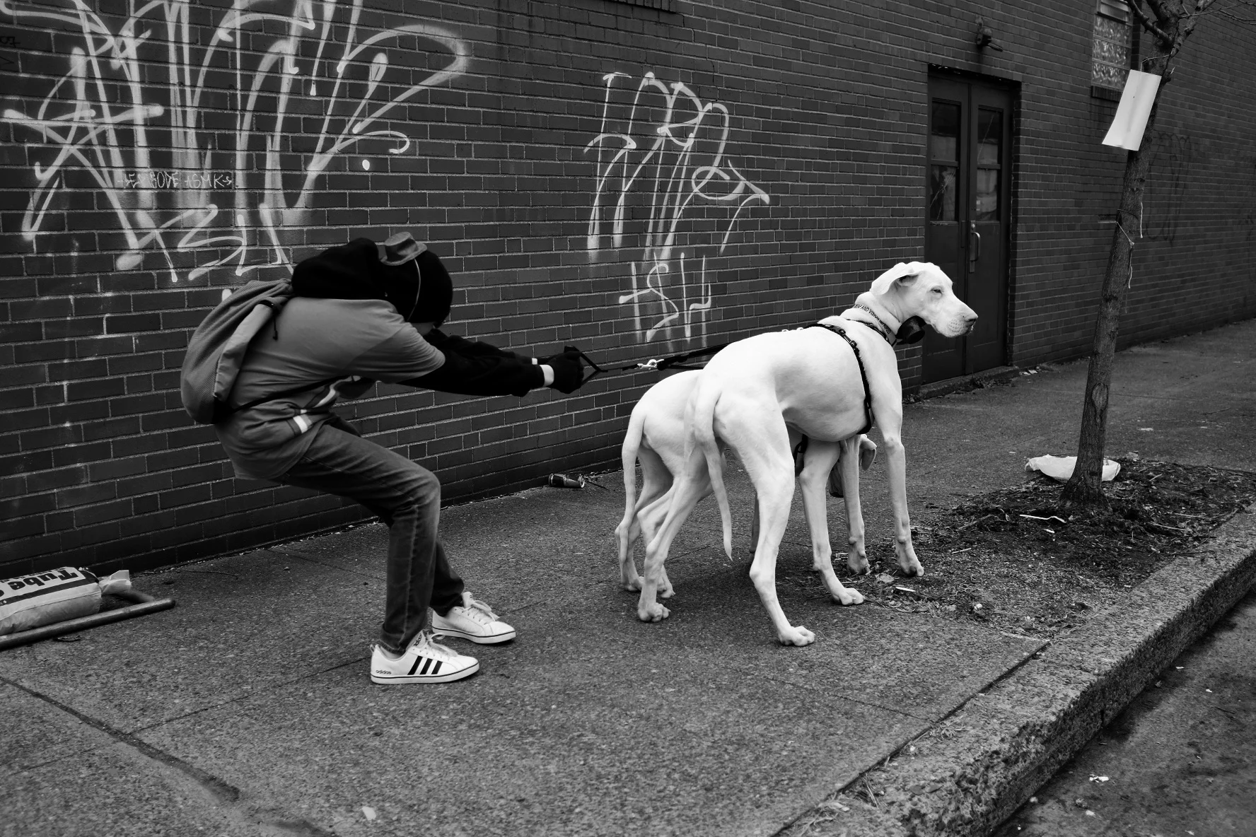 black white — jaime bird