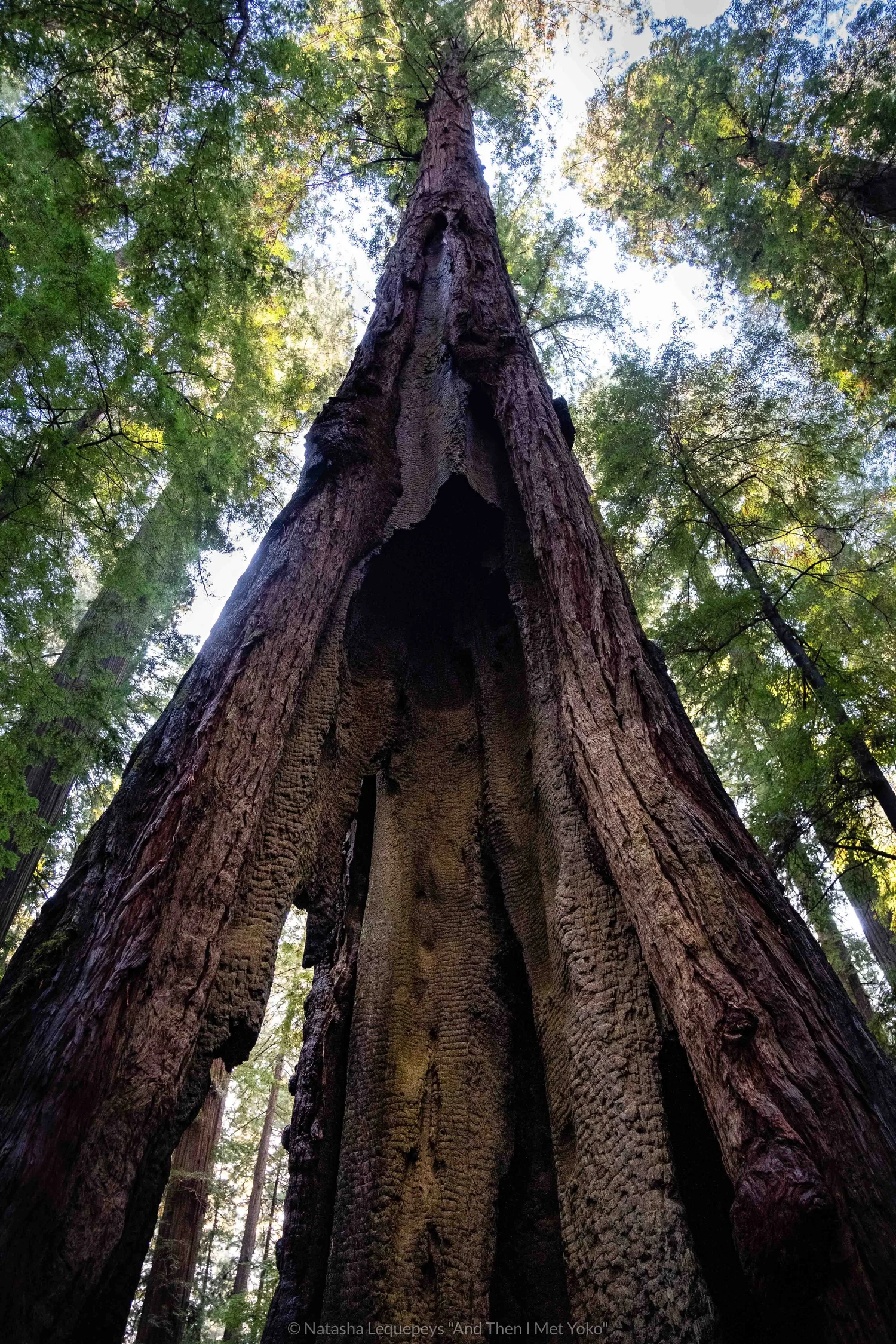 A 2-Day Road Trip | Northern California Coastal Redwoods — And Then I ...