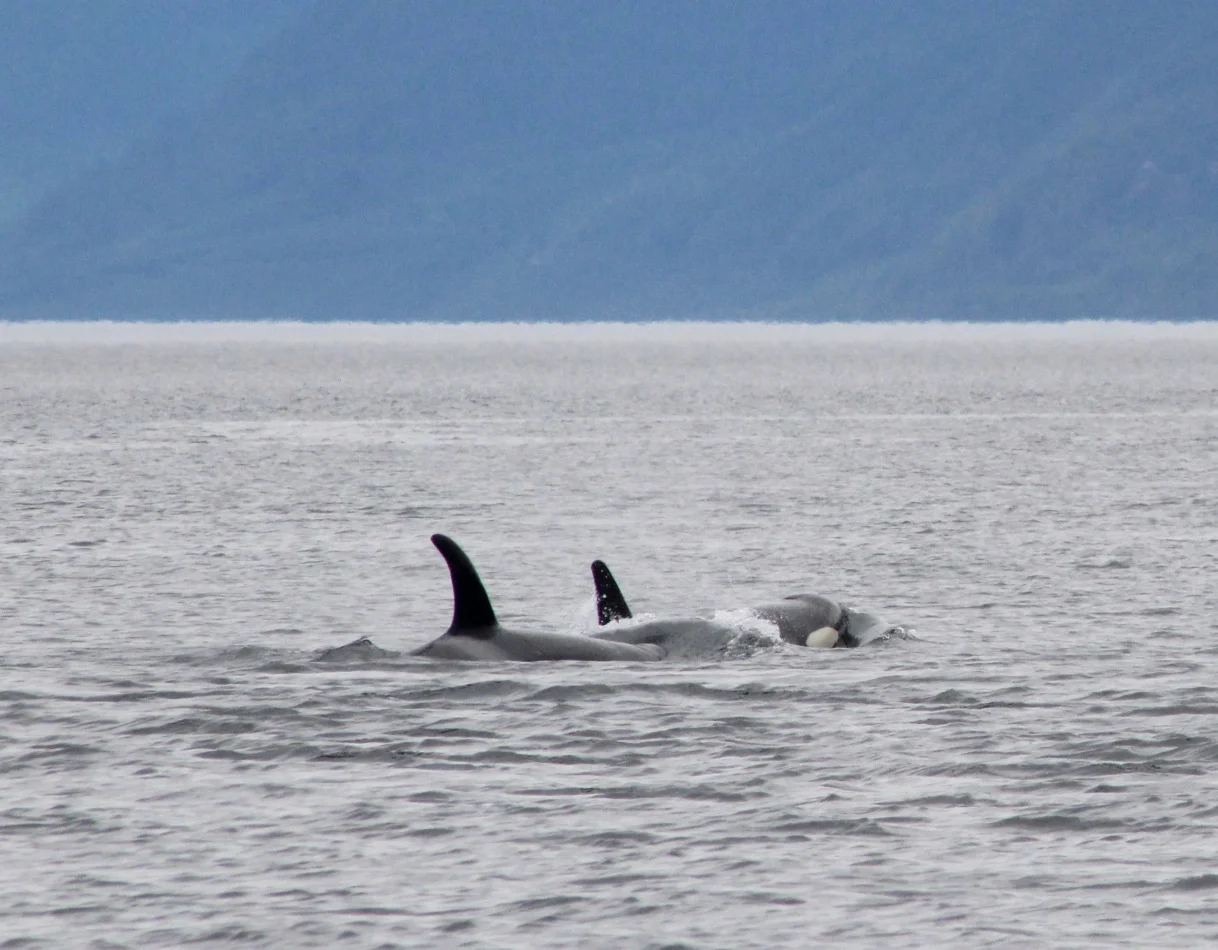 An amazing mix of beauty including Orcas and Humpback whales! — Seasmoke