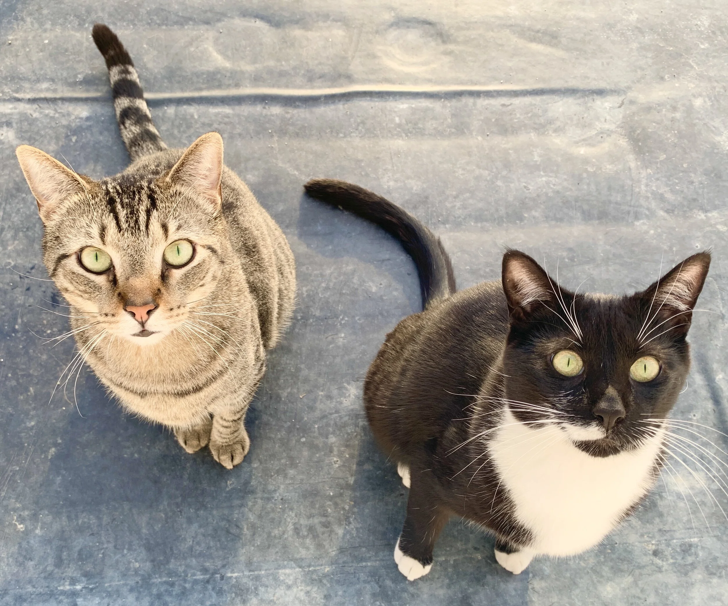 Cat Adoption Info Sweet Paws Rescue