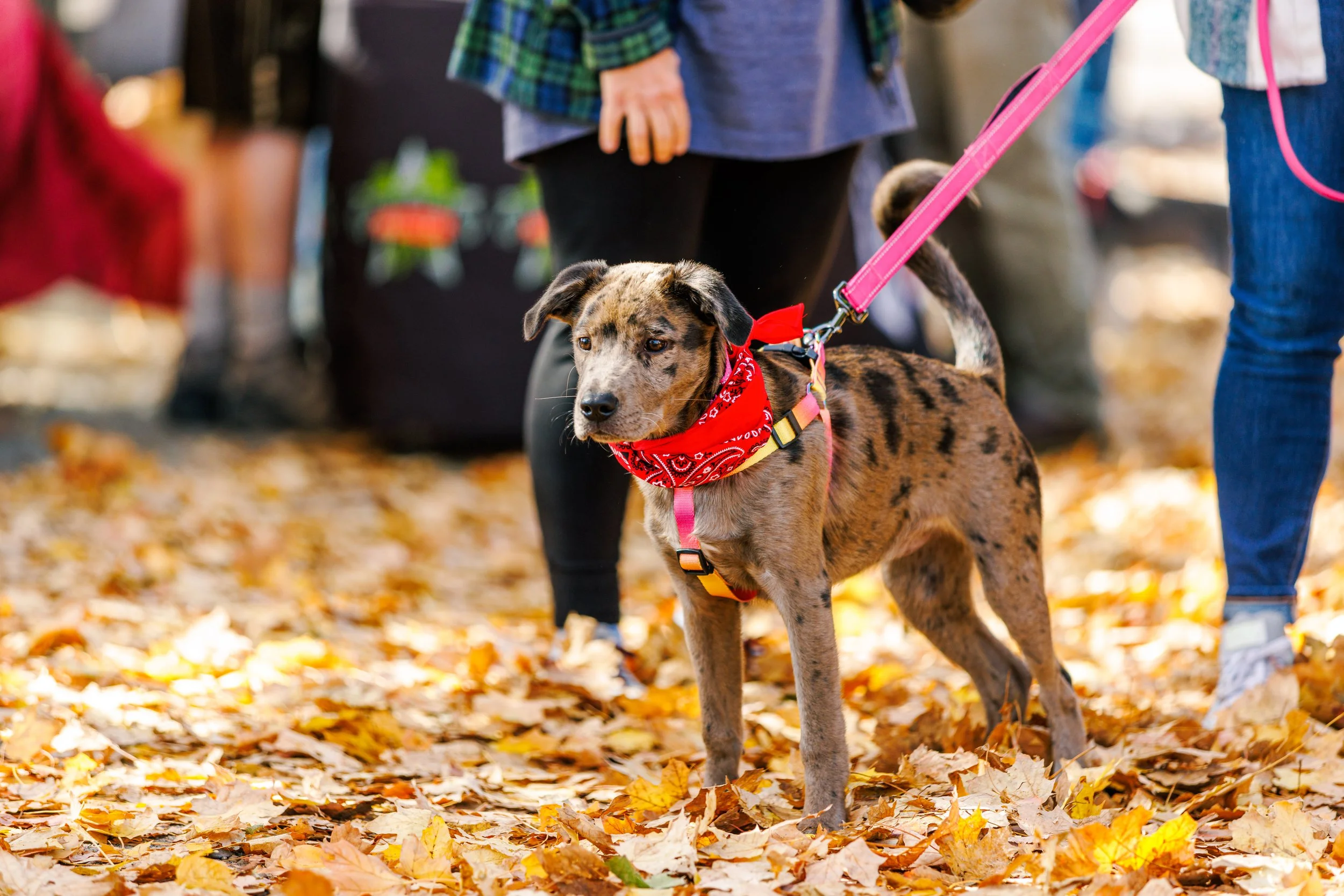Event Details 2023 Barktoberfest — Sweet Paws Rescue