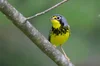 New England Bird Tours — Birding Vermont To Maine