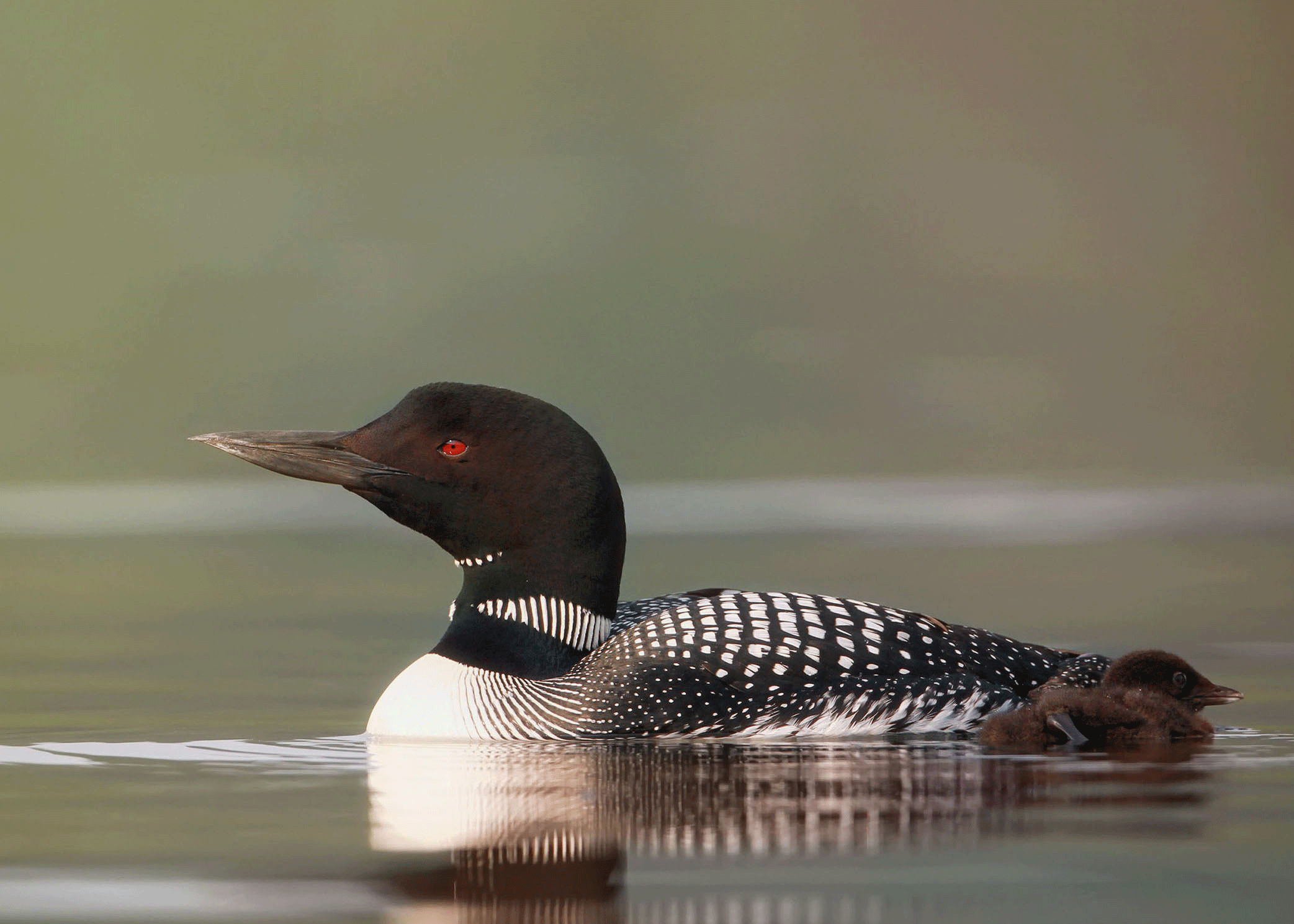 New England Bird Tours — Blueberry Hill Weekend
