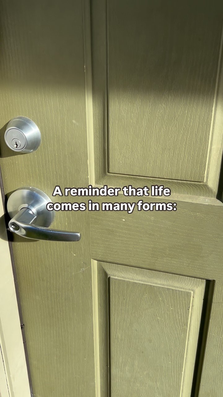 Let S Dive Into Spring Cleaning Simplify Curate