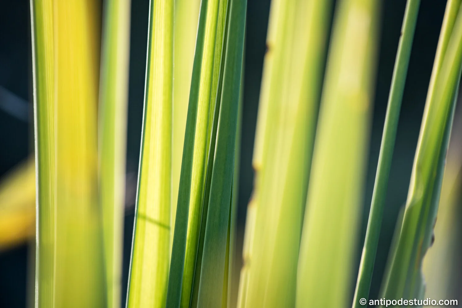 Photos of New Zealand flax (harakeke) — Antipode Studio