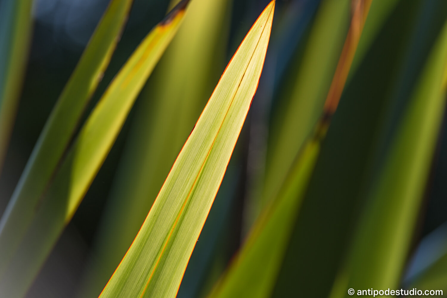 Photos of New Zealand flax (harakeke) — Antipode Studio