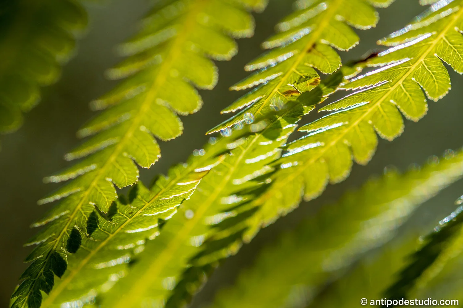 Photos of New Zealand ferns — Antipode Studio
