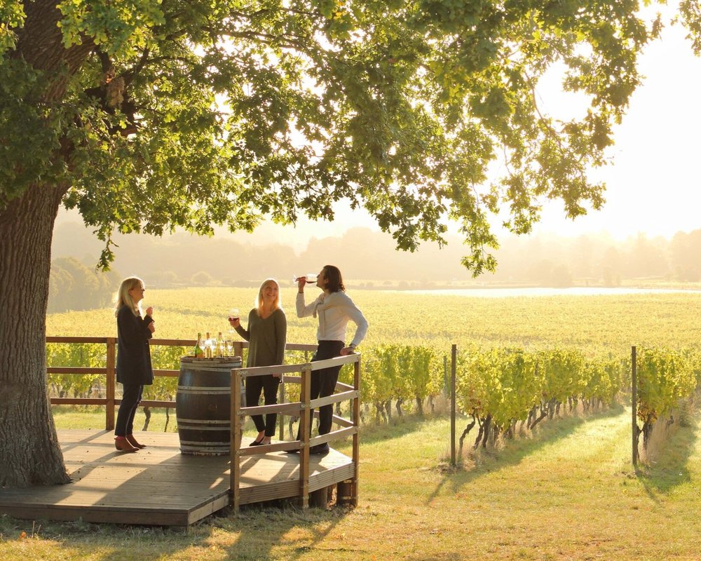 Visit the Vineyards of the Surrey Hills wine route — Surrey Hills Vineyards