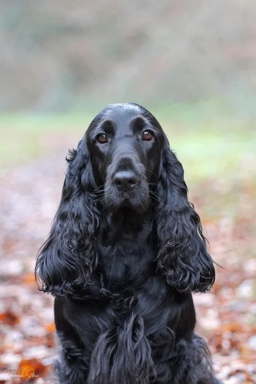 Irisbel Field Spaniel Puppies