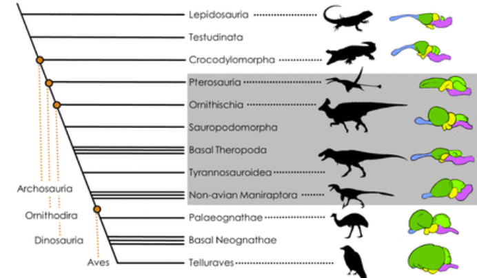 A Beginner’s Guide to Theropods, Part 5: Plant-eating Meat-eating ...