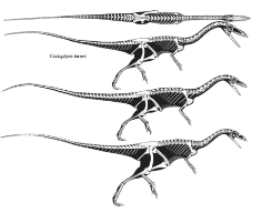 A Beginner’s Guide to Theropods, Part 1: Setting the Scene — SnoQap