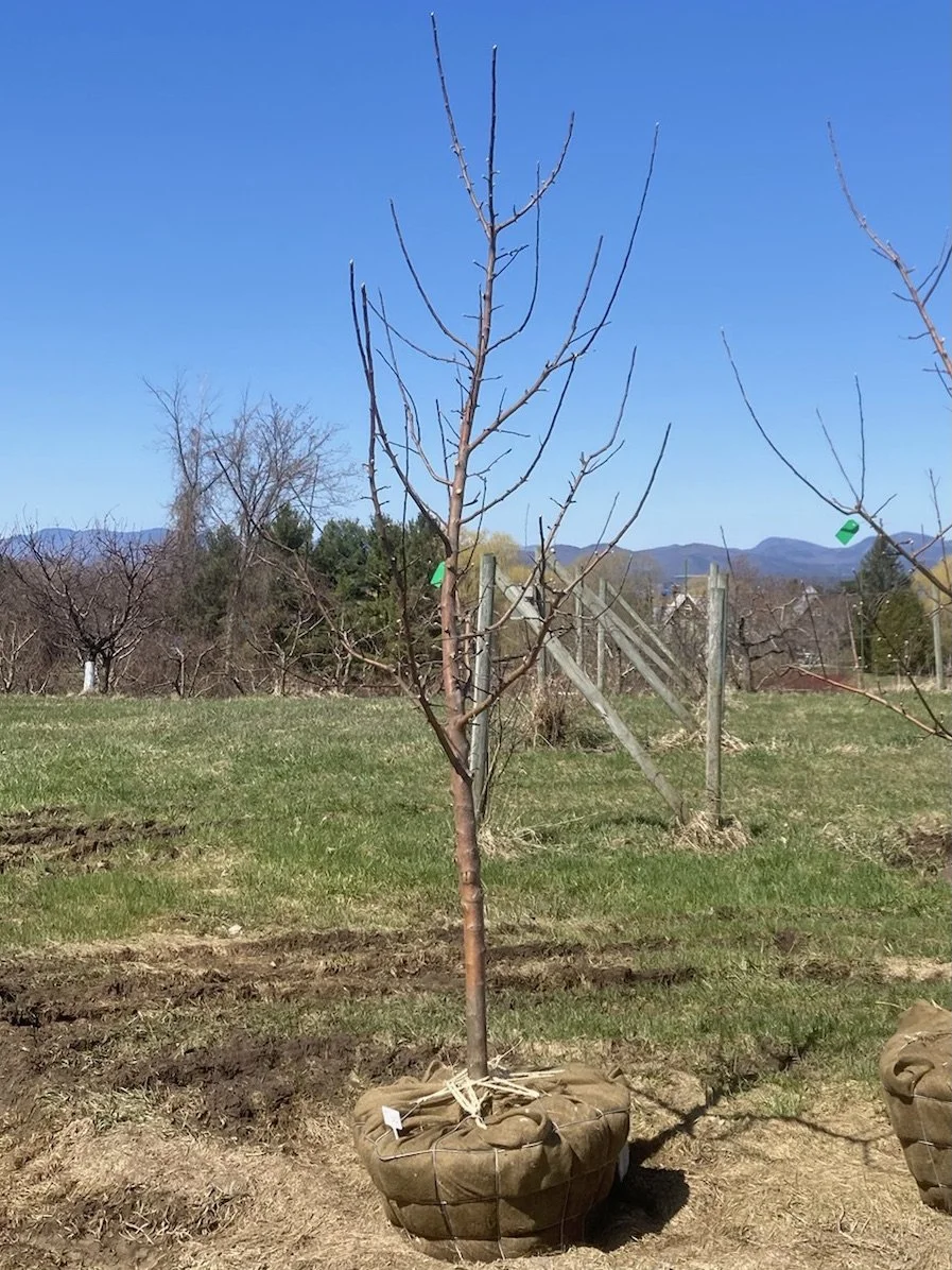 Mcintosh Apple Tree