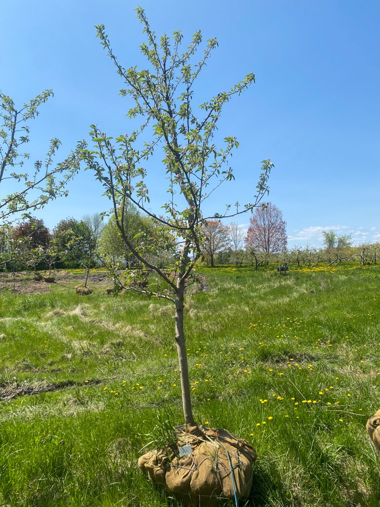 Dwarf Gala Apple Tree