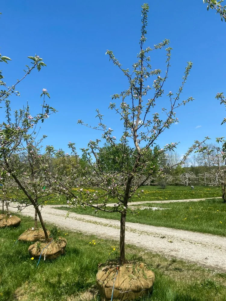 Dwarf Gala Apple Tree
