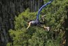 6 Things to Know Before Bungee Jumping — Sweat Smarter