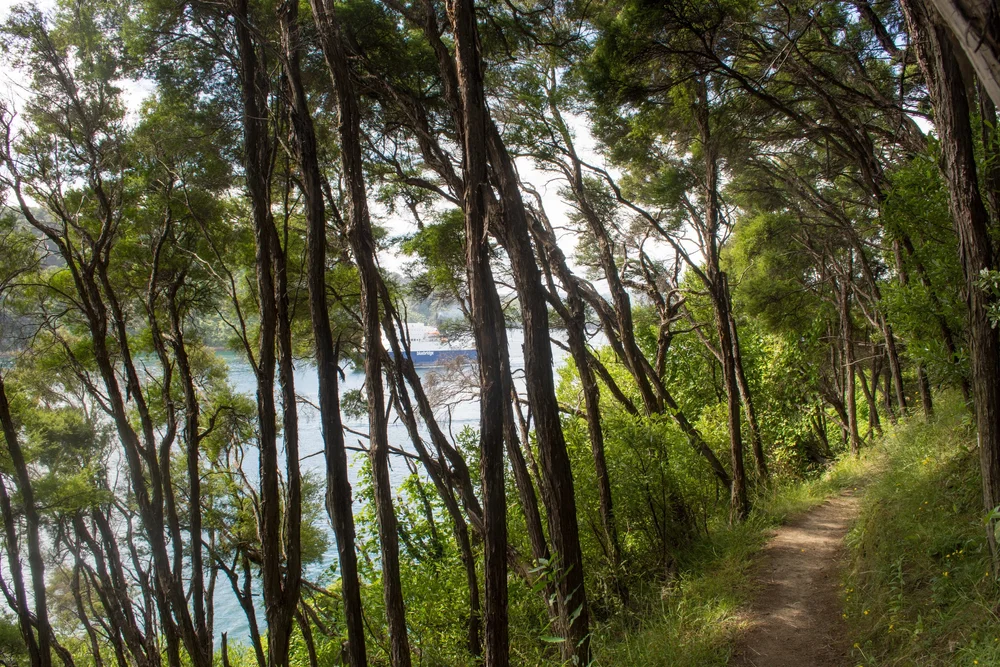 One Day of Hiking in Picton, New Zealand | DIY Shore Excursion | A ...
