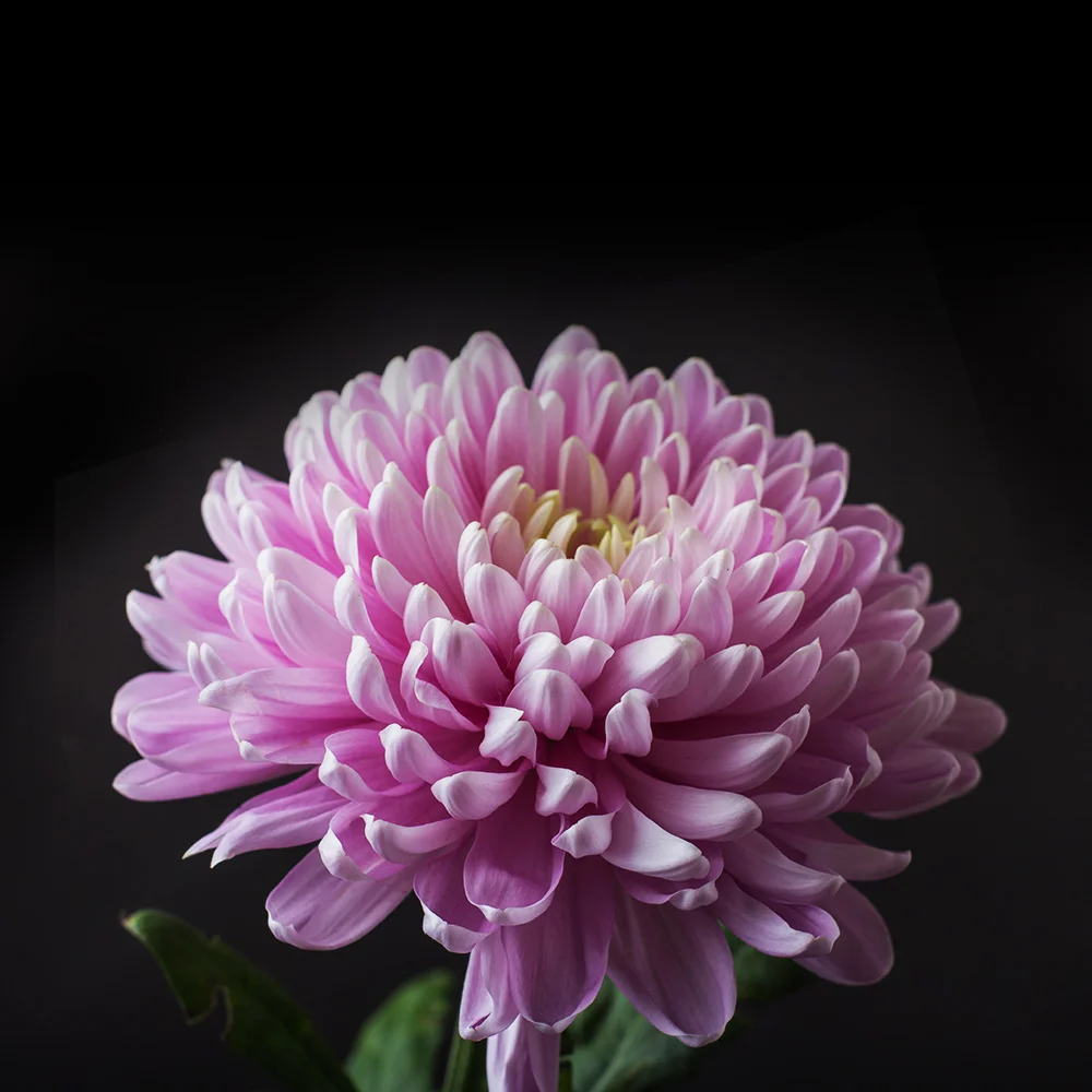 PRODUCTS — Sofia Flowers