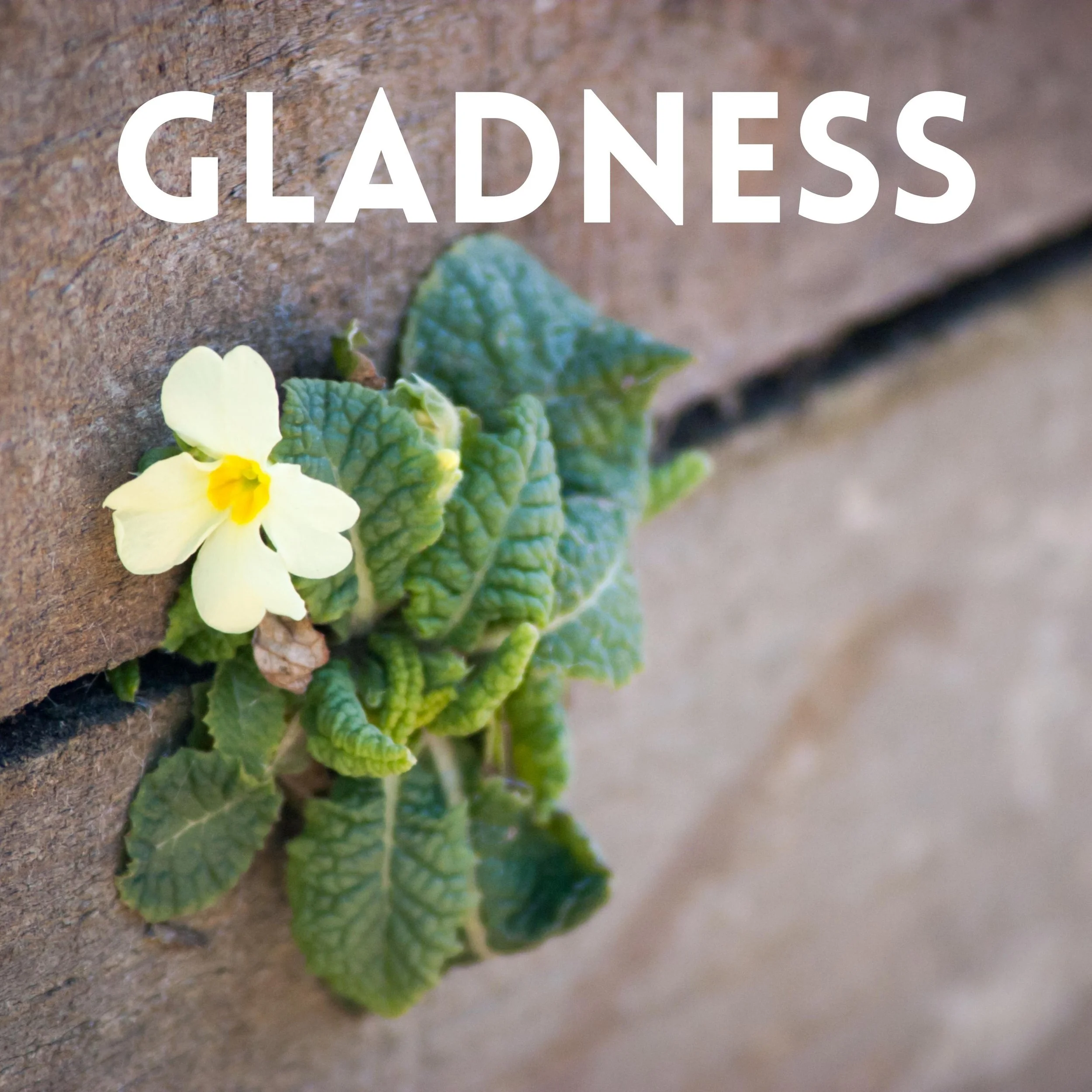 St. Luke's on the Lake Episcopal Church St. Luke's on the Lake ...