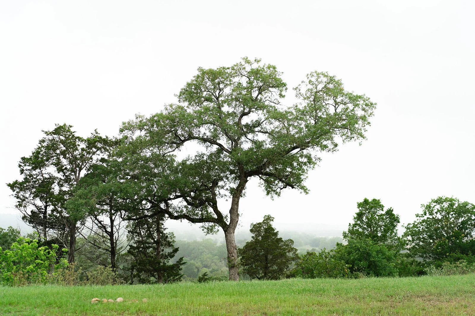 Capturing Memories and Magical Spaces at Shiraz Garden Austin Wedding ...