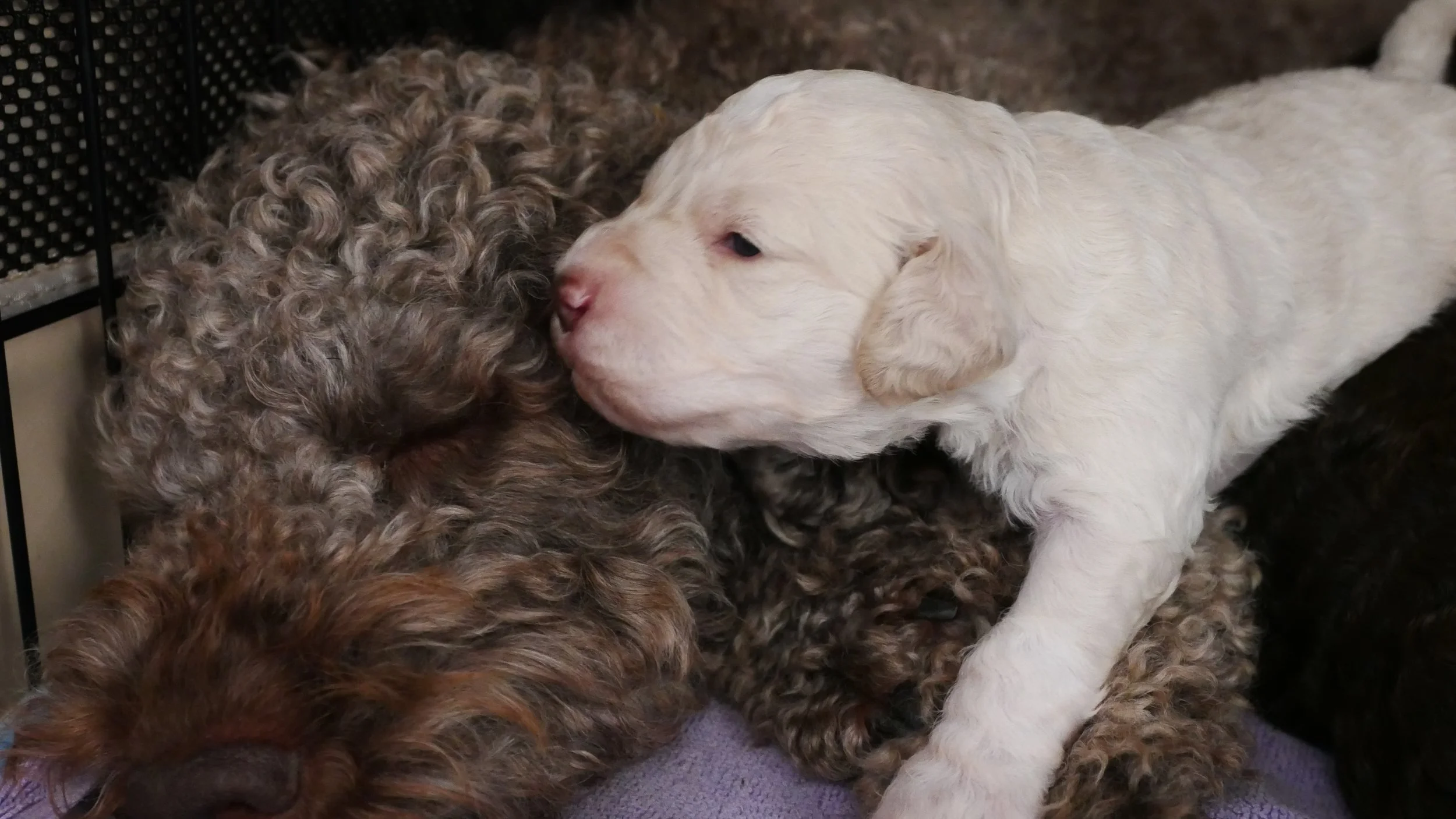 Lagotto Romagnolo colours