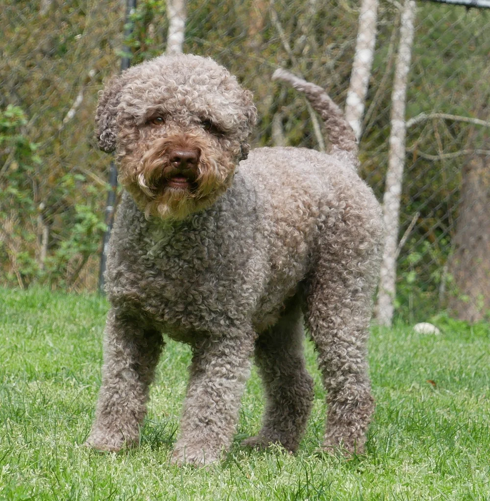What Is The Grooming On A Lagotto Romagnolo