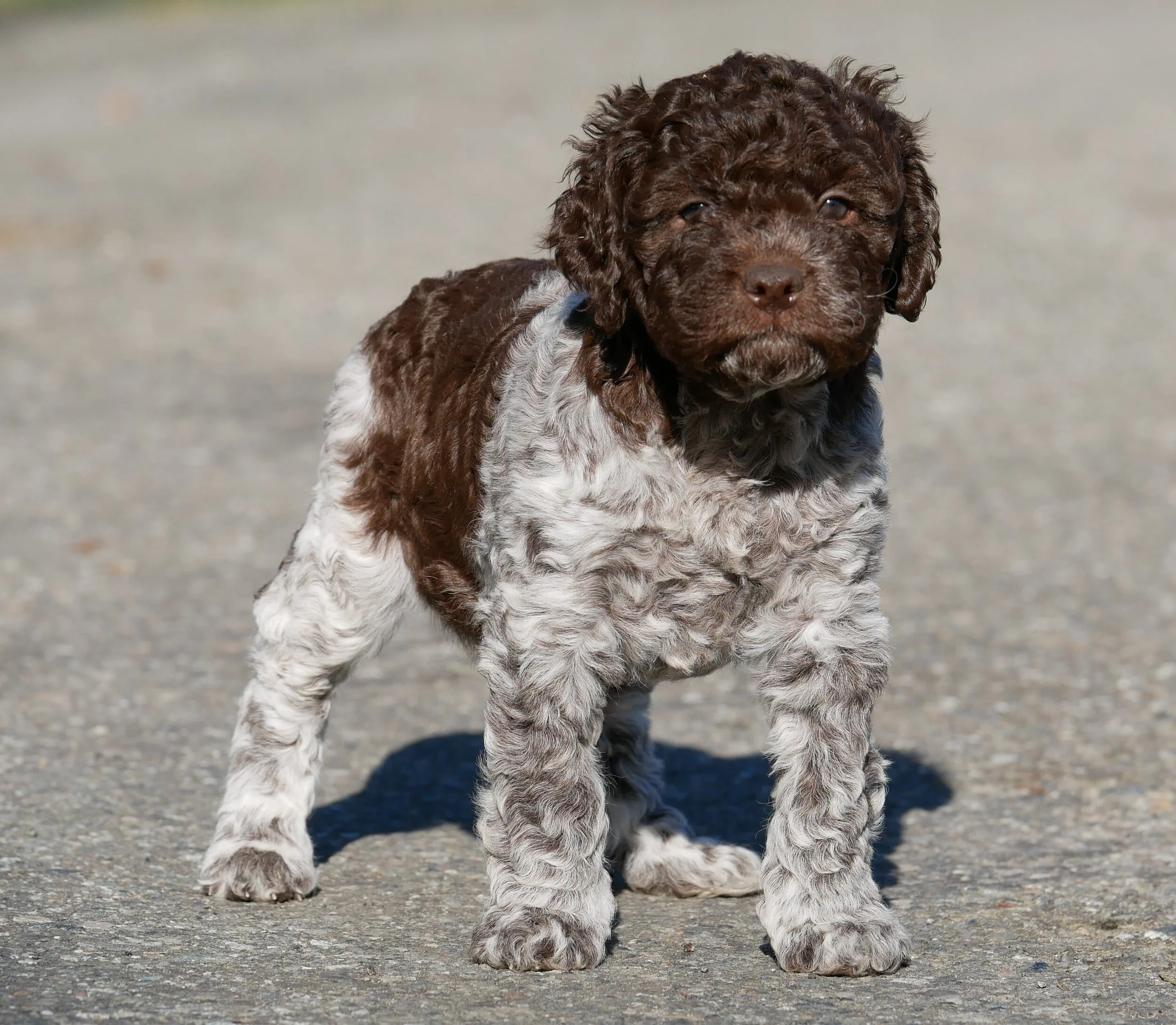 Lagotto Romagnolo colours
