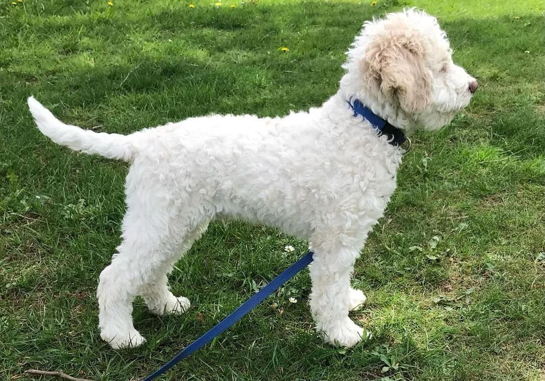 Dogo Argentino and Lagotto Romagnolo puppies available