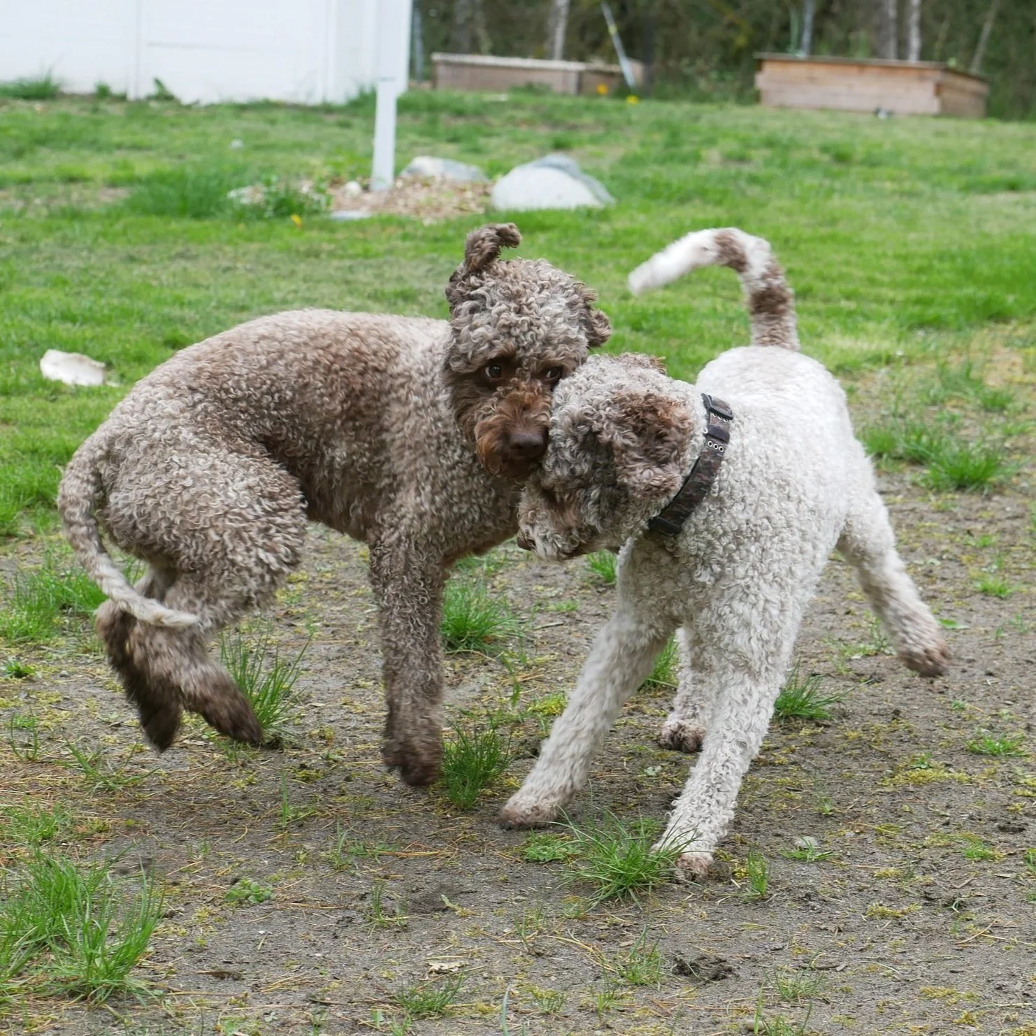 Dogo Argentino and Lagotto Romagnolo puppies available