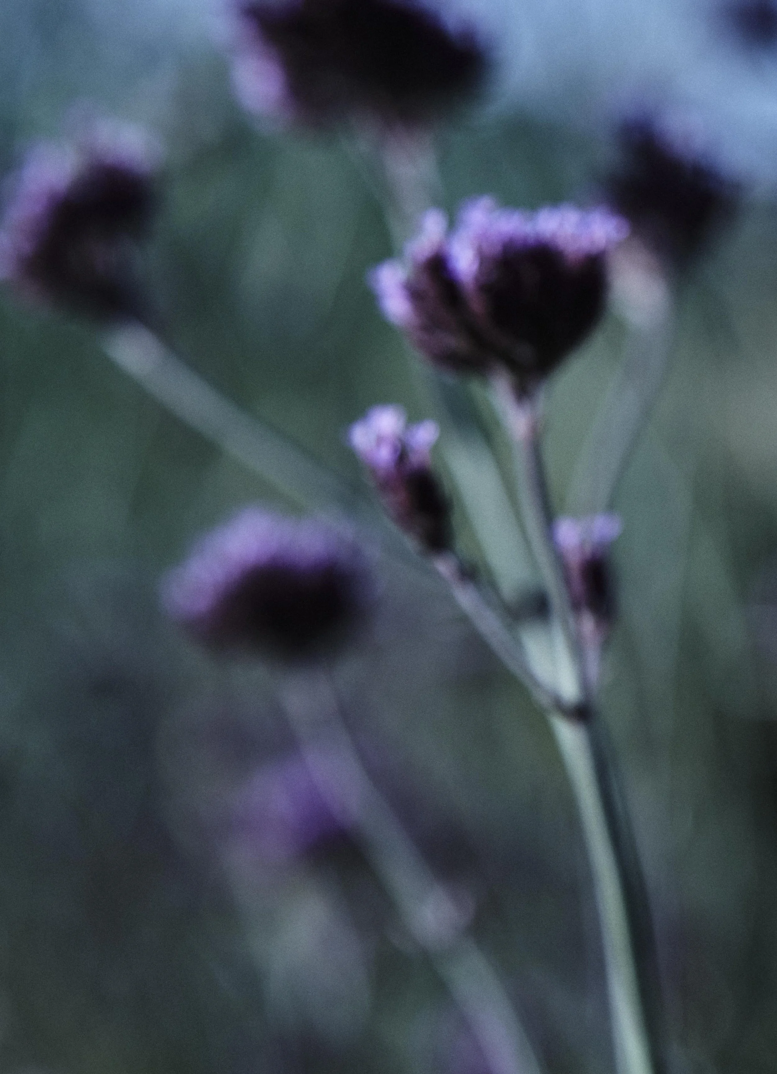 ELBAZIN — Simon Upton Photography