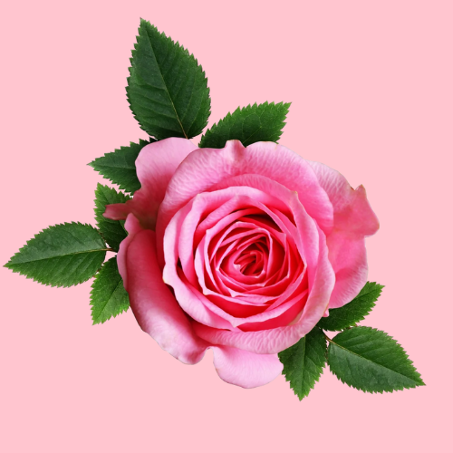 Delta Zeta History — Delta Zeta