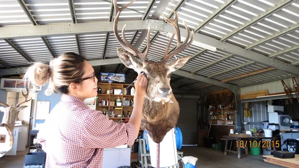 Galleries — Queensland - Antlers and Taxidermy Products