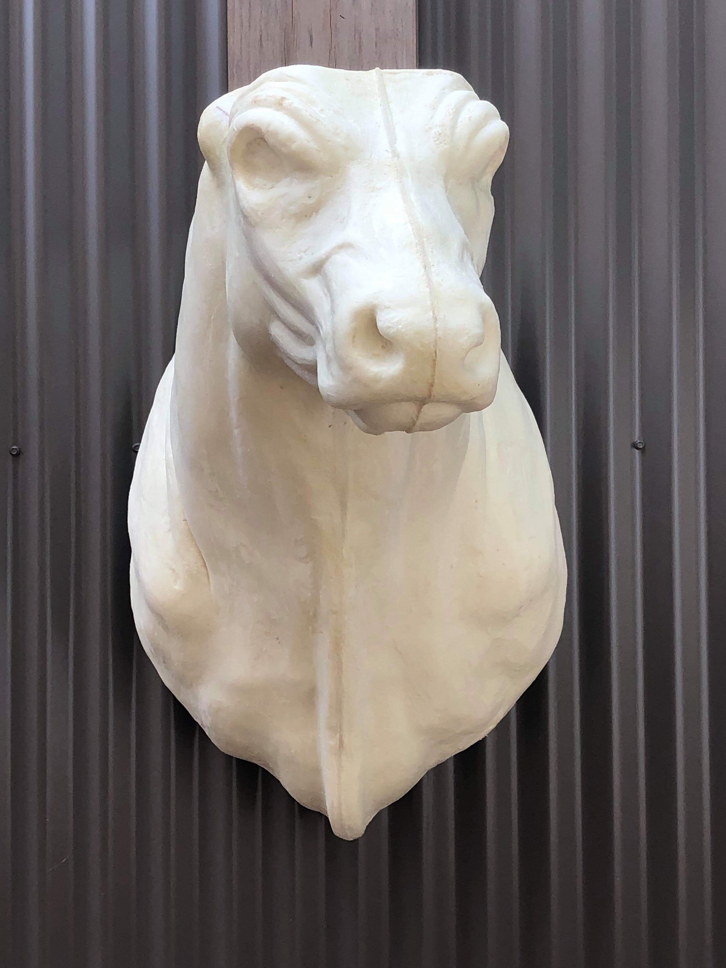 Supplies — Modern Taxidermy