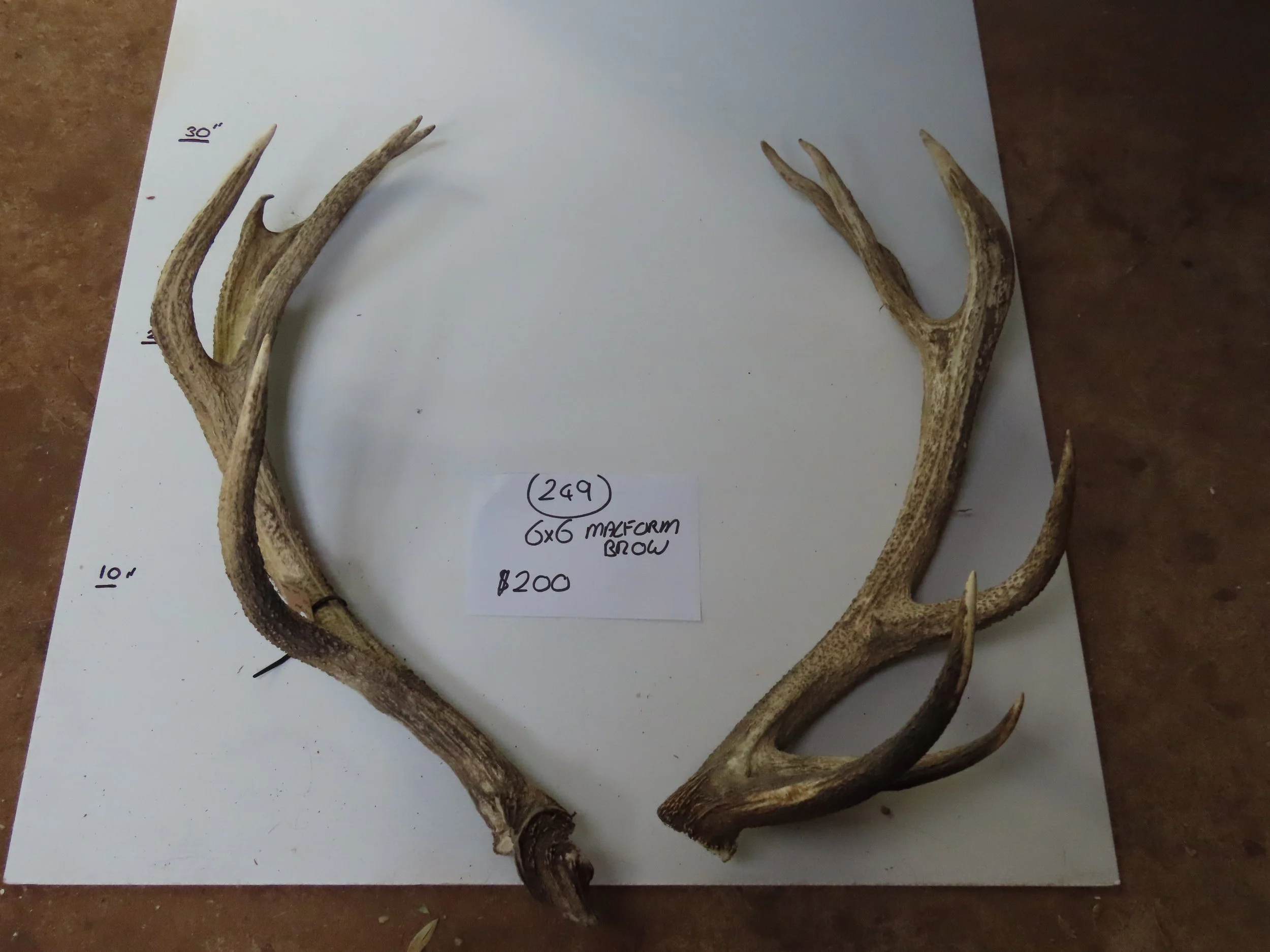 FOR SALE - ANTLERS — Queensland - Antlers and Taxidermy Products