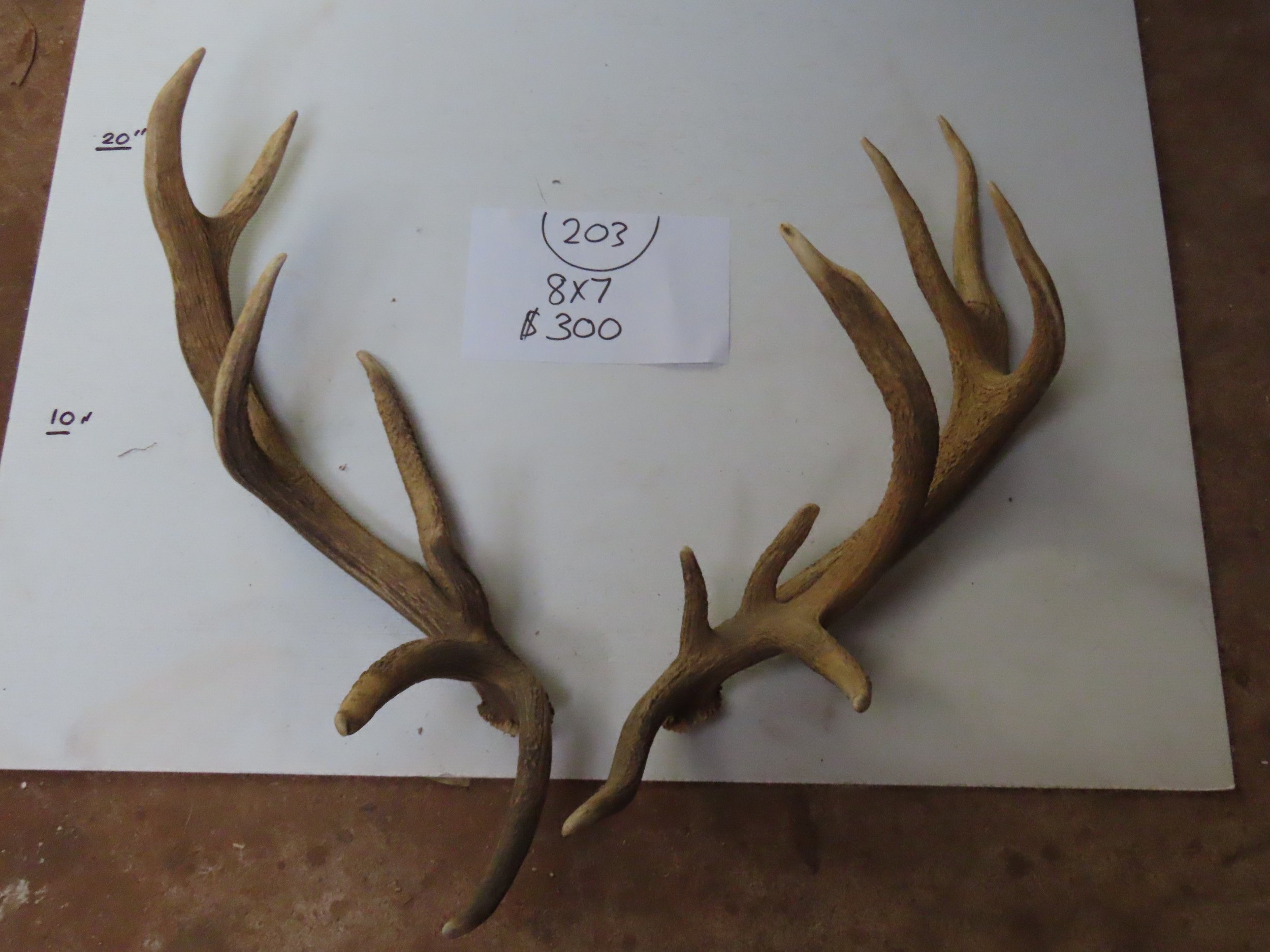 FOR SALE - ANTLERS — Queensland - Antlers and Taxidermy Products